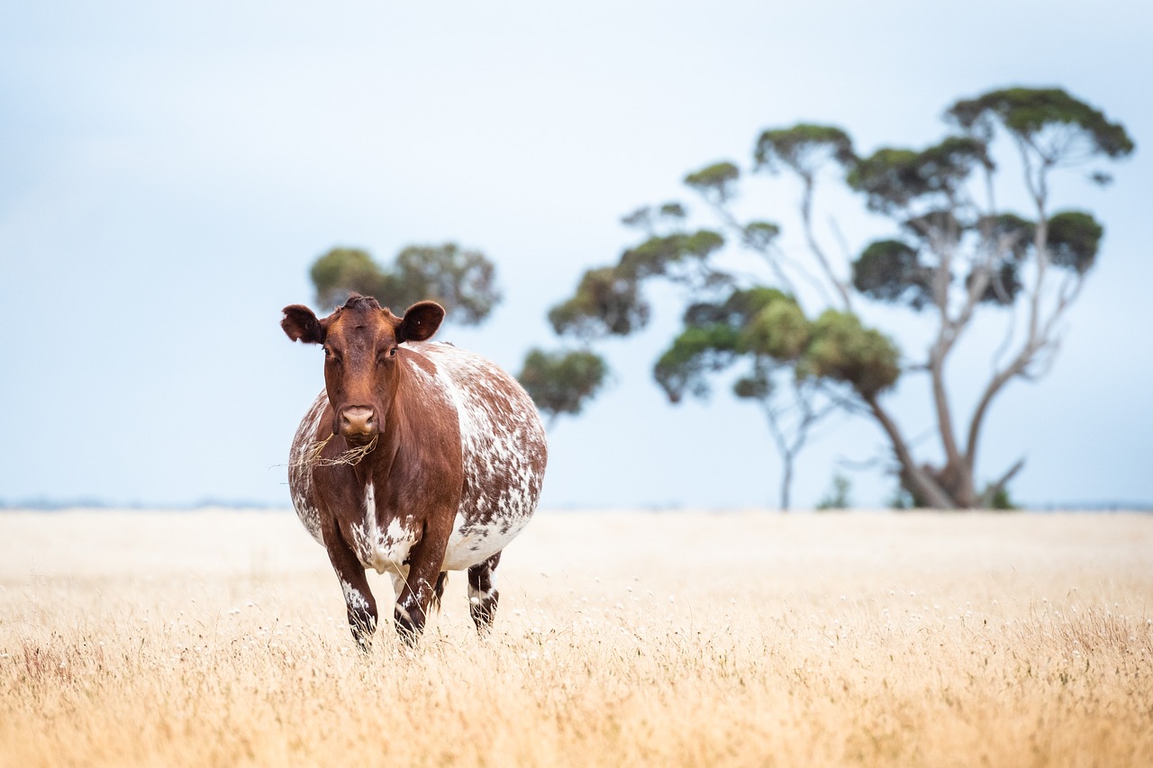 Home - Meat Export Australia